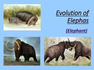 Evolution of elephas in paleontology | PPTX