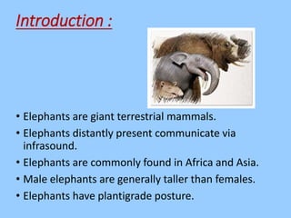 Evolution of elephas in paleontology | PPTX