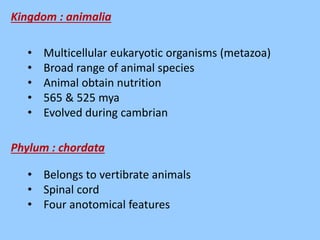 Evolution of elephas in paleontology | PPTX