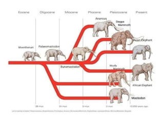 Elephant Evolution Timeline