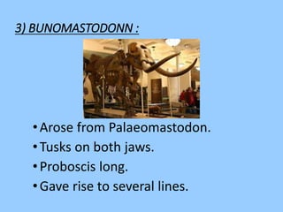 Palaeomastodon