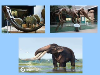 Palaeomastodon Fossil