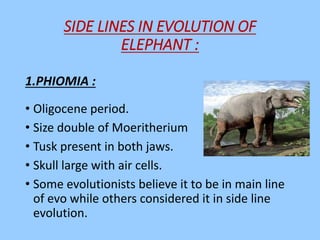 Evolution Fossil Evidence Of Elephant