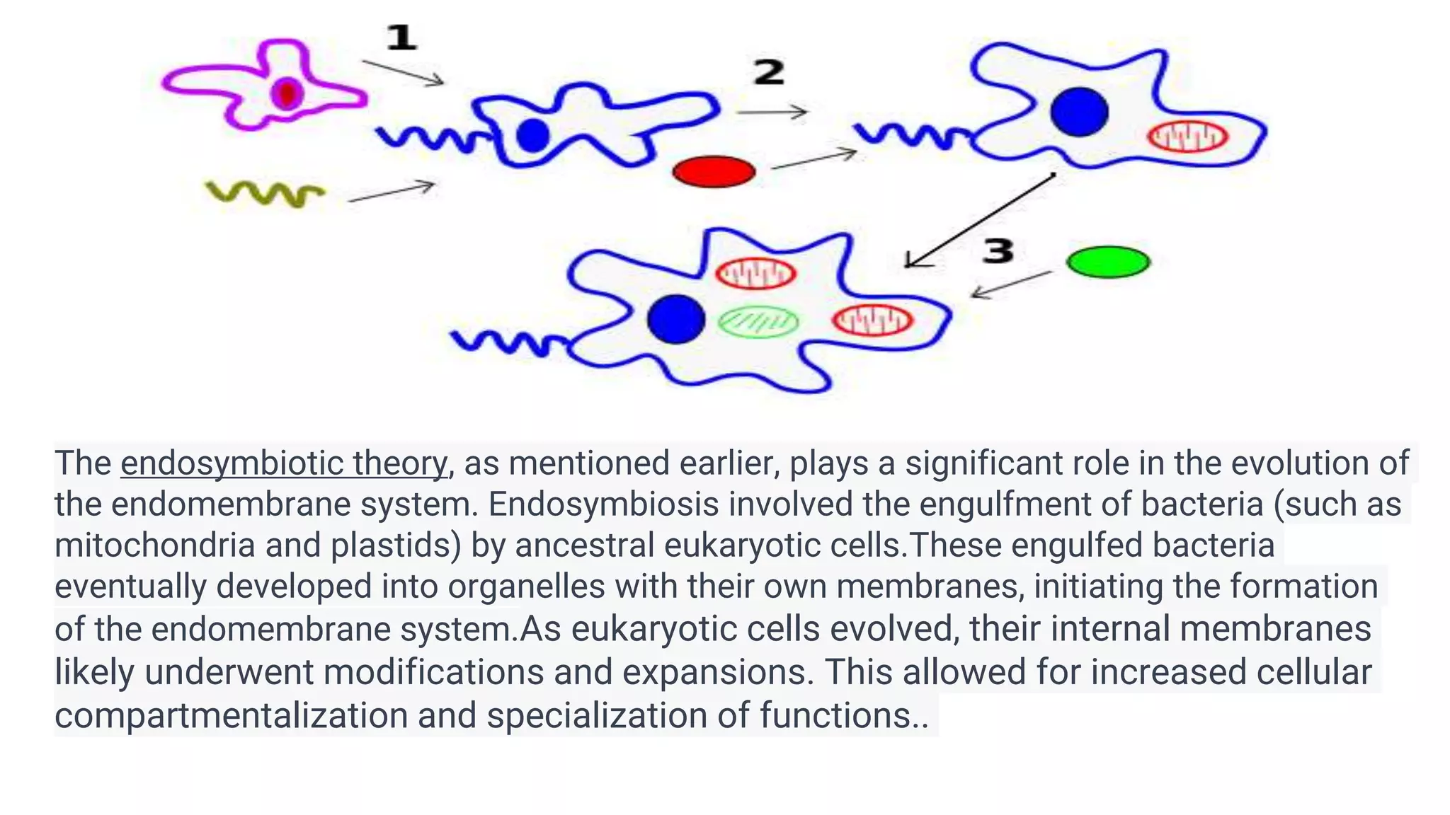evolution of eukaryotes.pptx