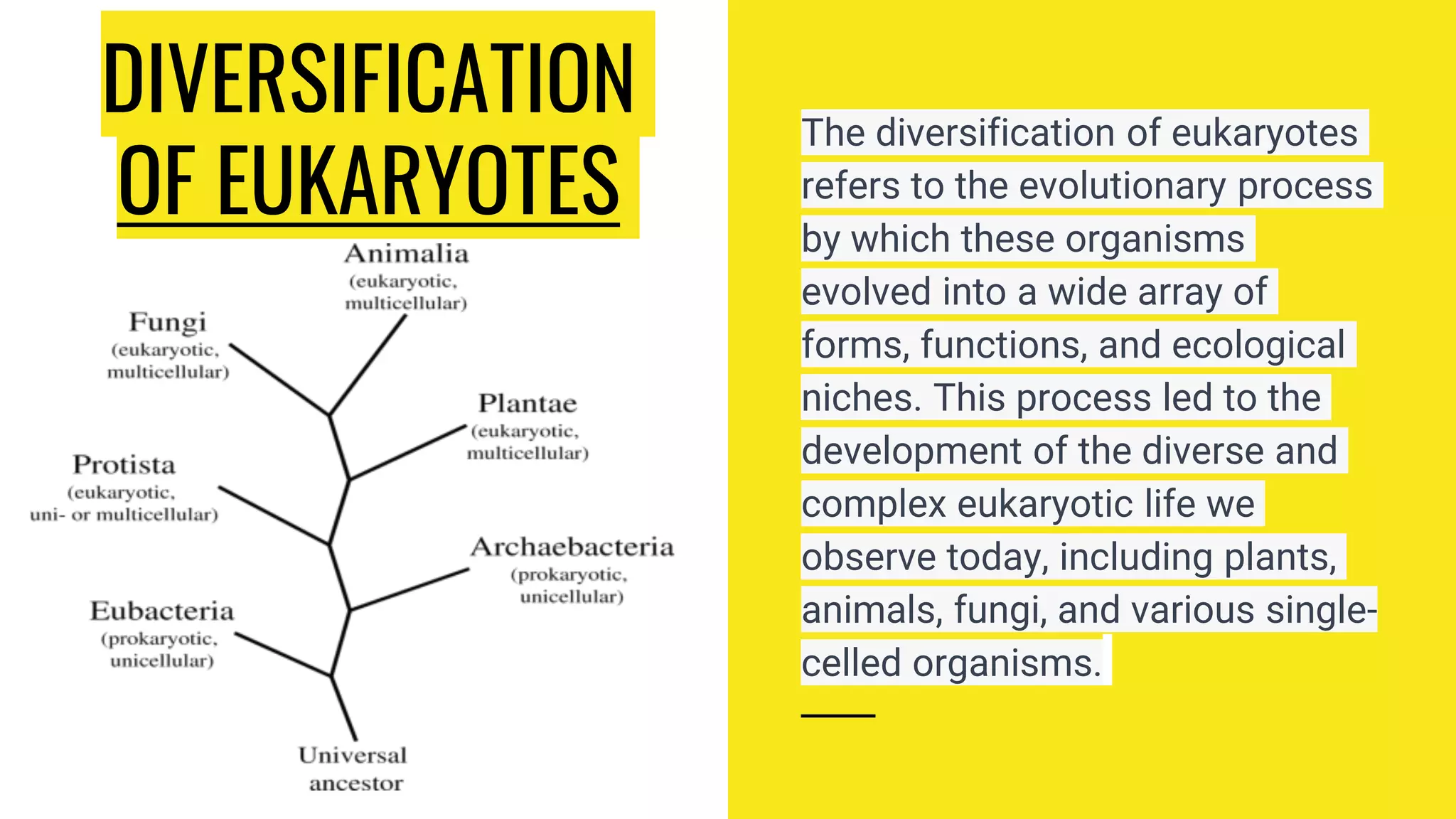 evolution of eukaryotes.pptx