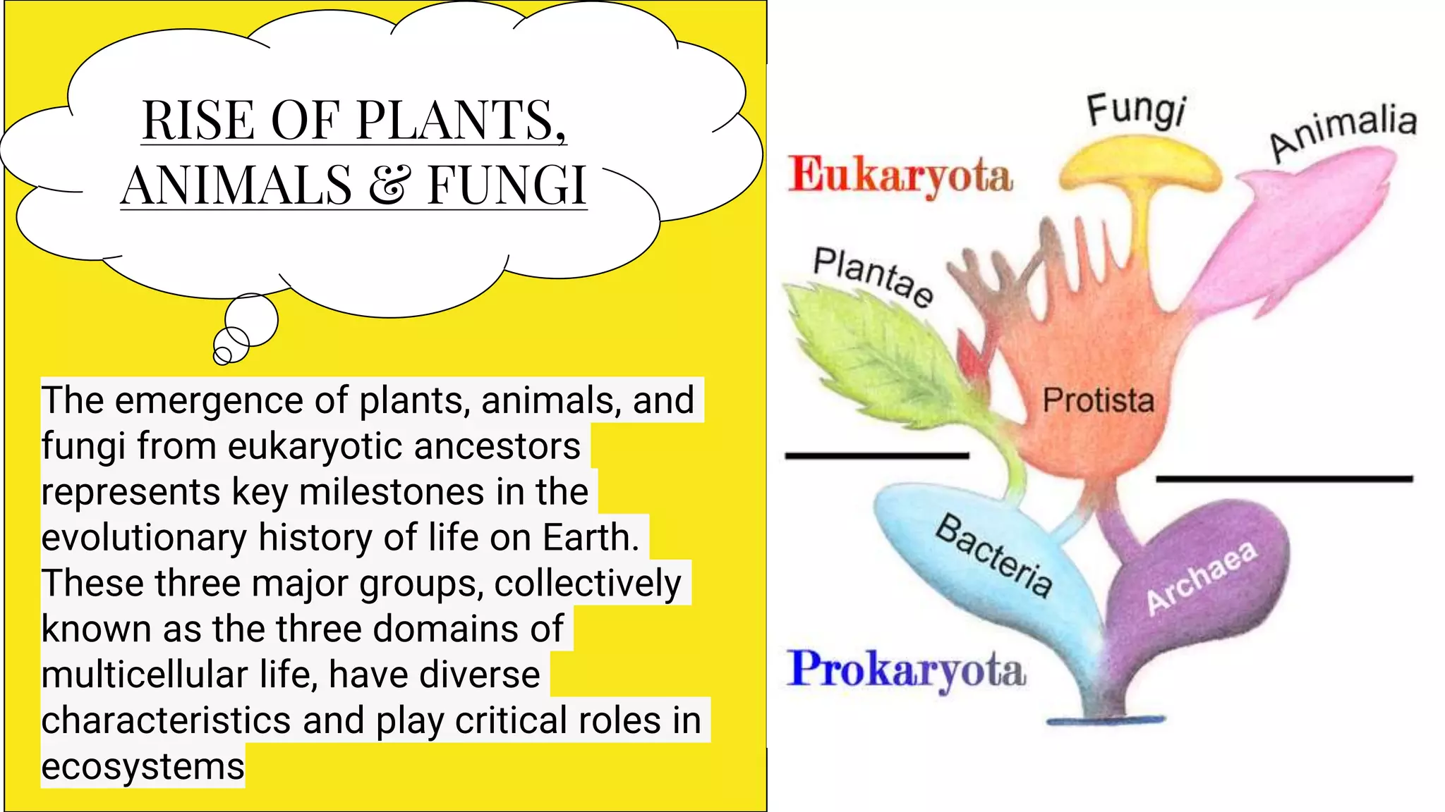 evolution of eukaryotes.pptx