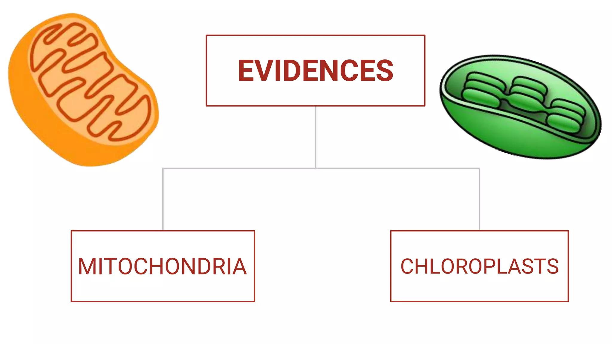 evolution of eukaryotes.pptx