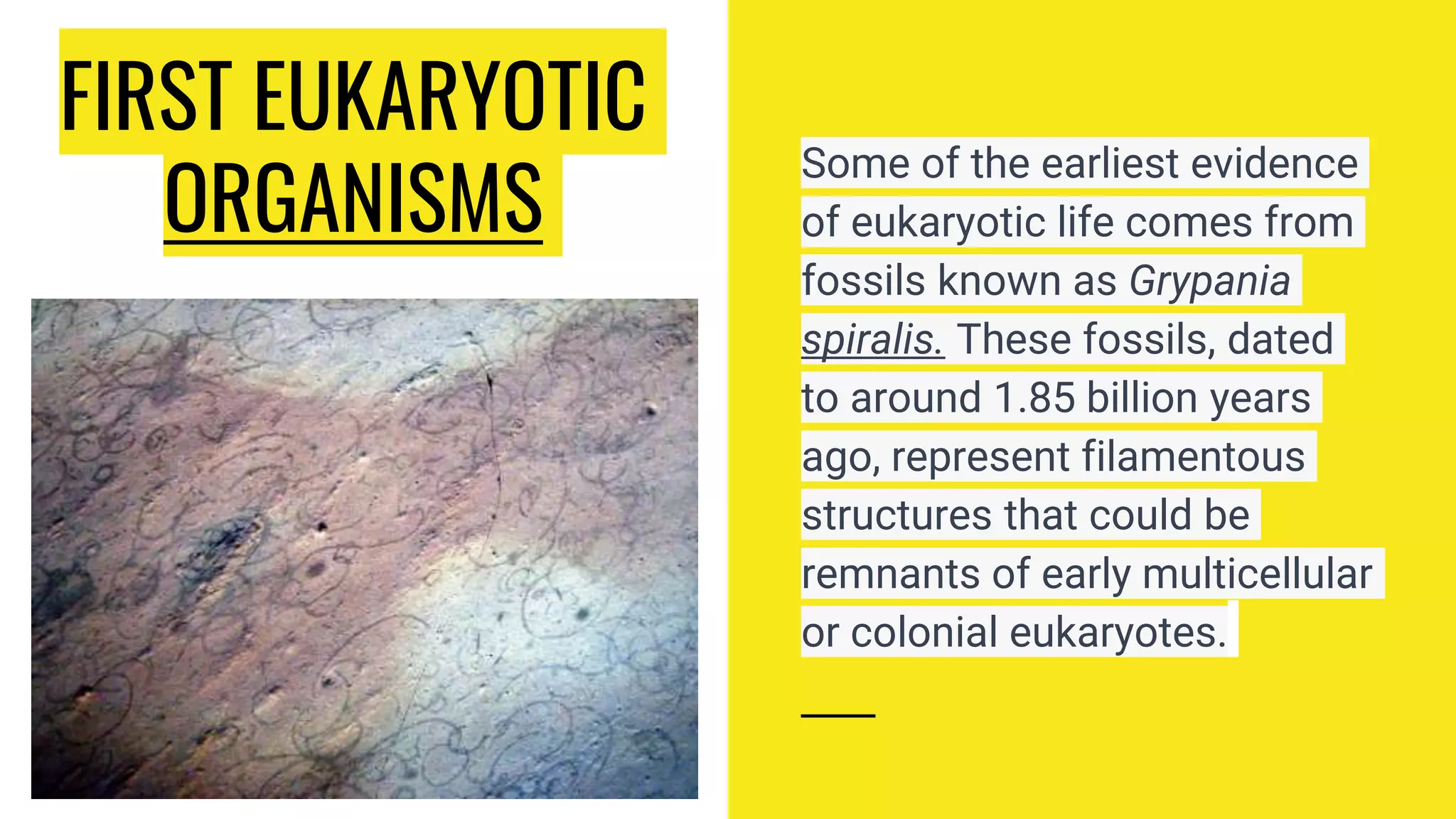 evolution of eukaryotes.pptx