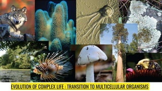 evolution of eukaryotes.pptx