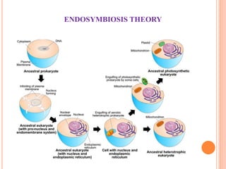 EVOLUTION OF EUKARYOTIC CELLS AND ENDOSYMBIOSIS.pdf