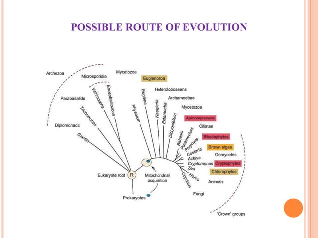 EVOLUTION OF EUKARYOTIC CELLS AND ENDOSYMBIOSIS.pdf
