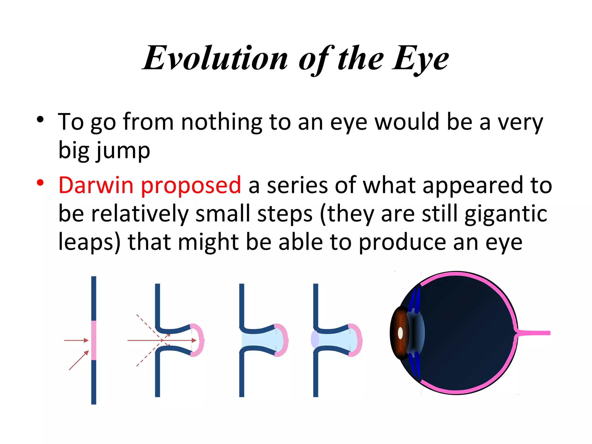 Evoluti̇on of eye & Pigmentation | PPT