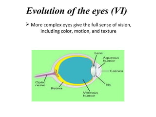 Evoluti̇on of eye & Pigmentation | PPT
