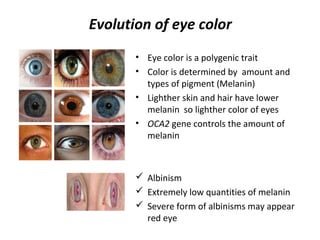 Evoluti̇on of eye & Pigmentation | PPT