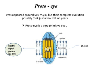 Evoluti̇on of eye & Pigmentation | PPT