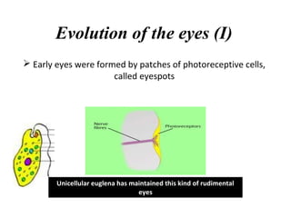 Evoluti̇on of eye & Pigmentation | PPT