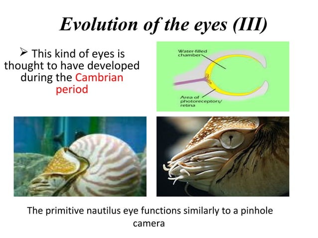 Evoluti̇on of eye & Pigmentation | PPT