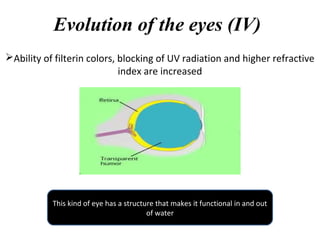 Evoluti̇on of eye & Pigmentation | PPT