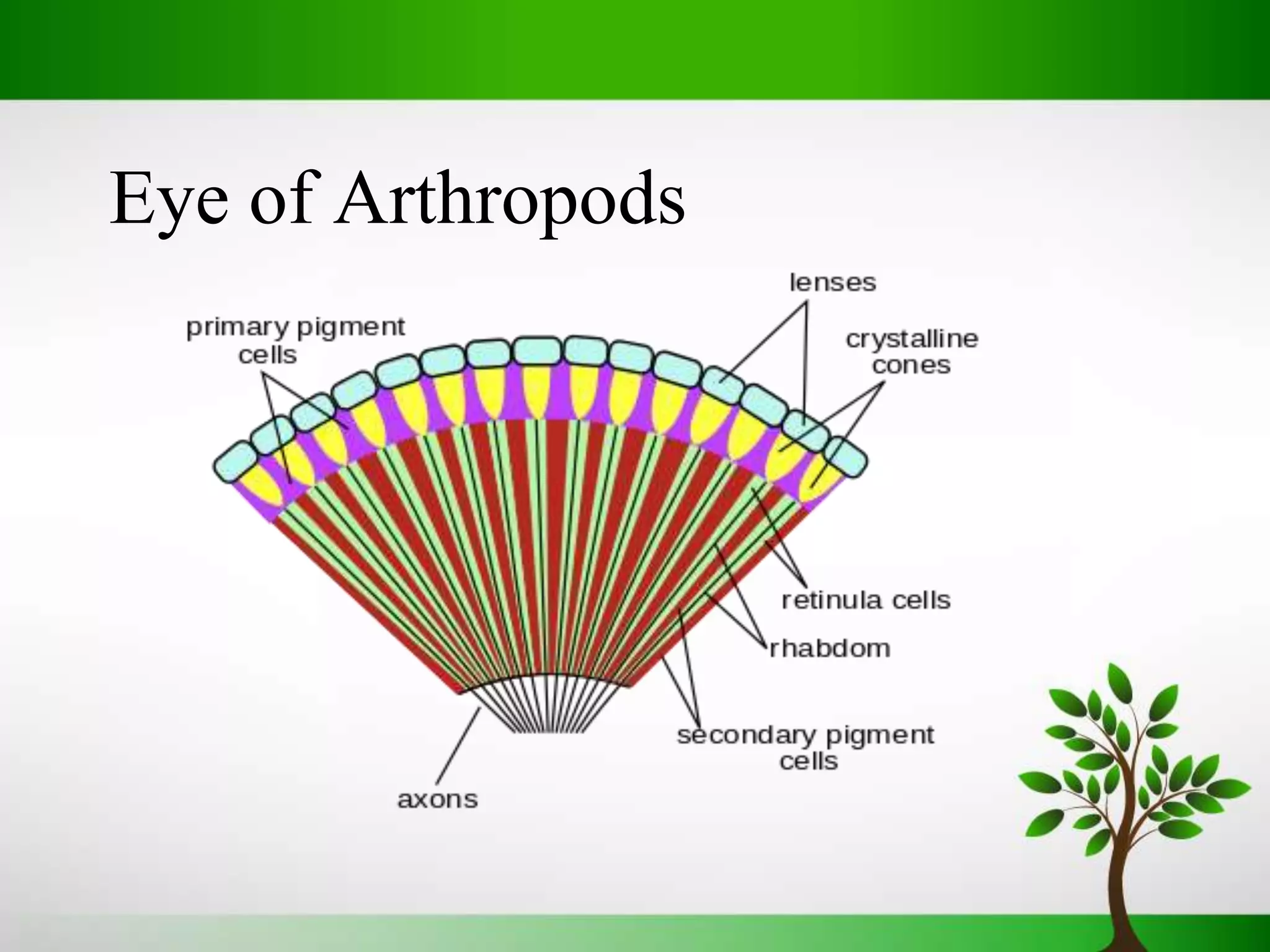 Evolution of EYE | PPTX