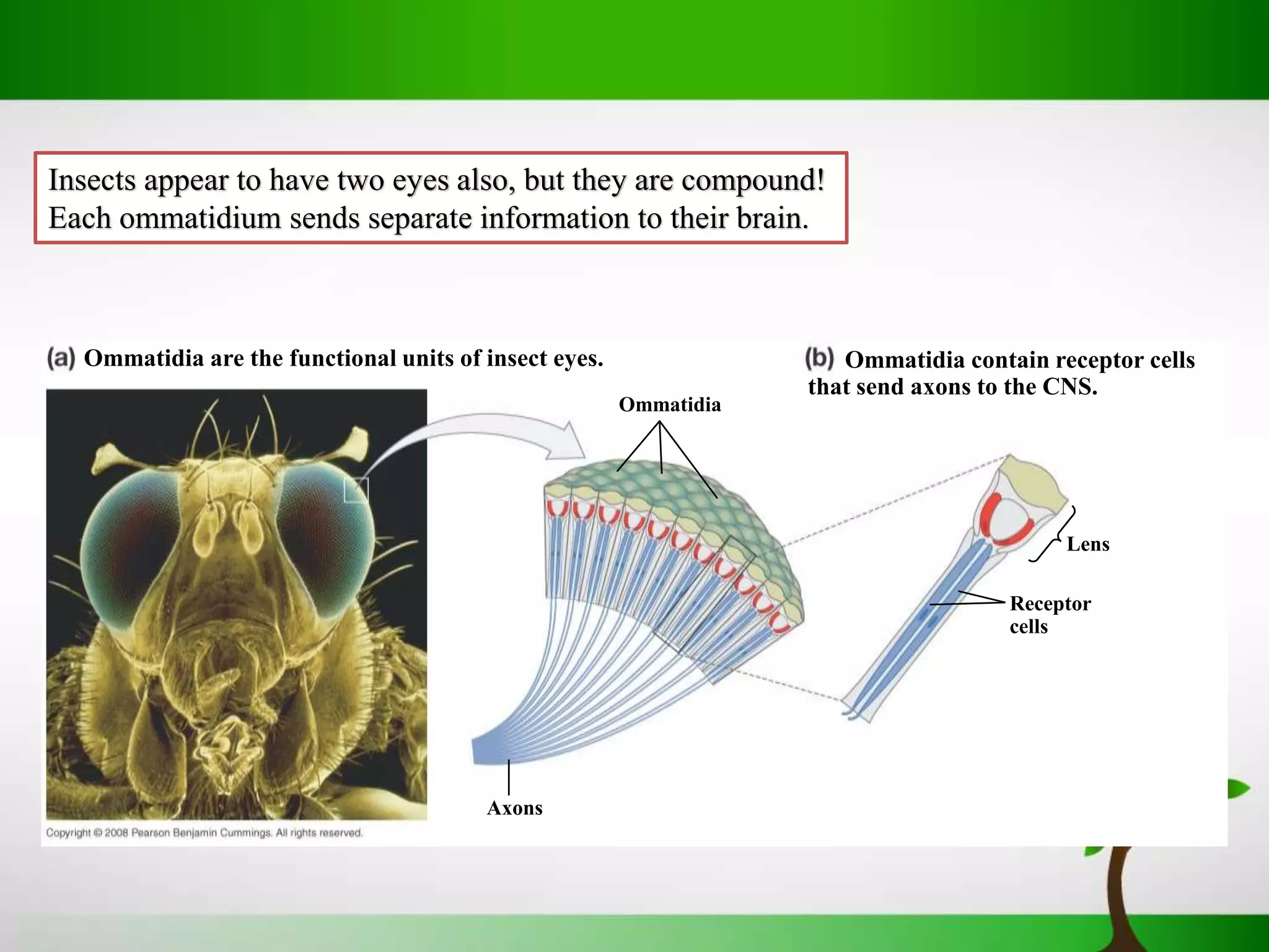 Evolution of EYE | PPTX | Eye and Vision Conditions | Diseases and ...