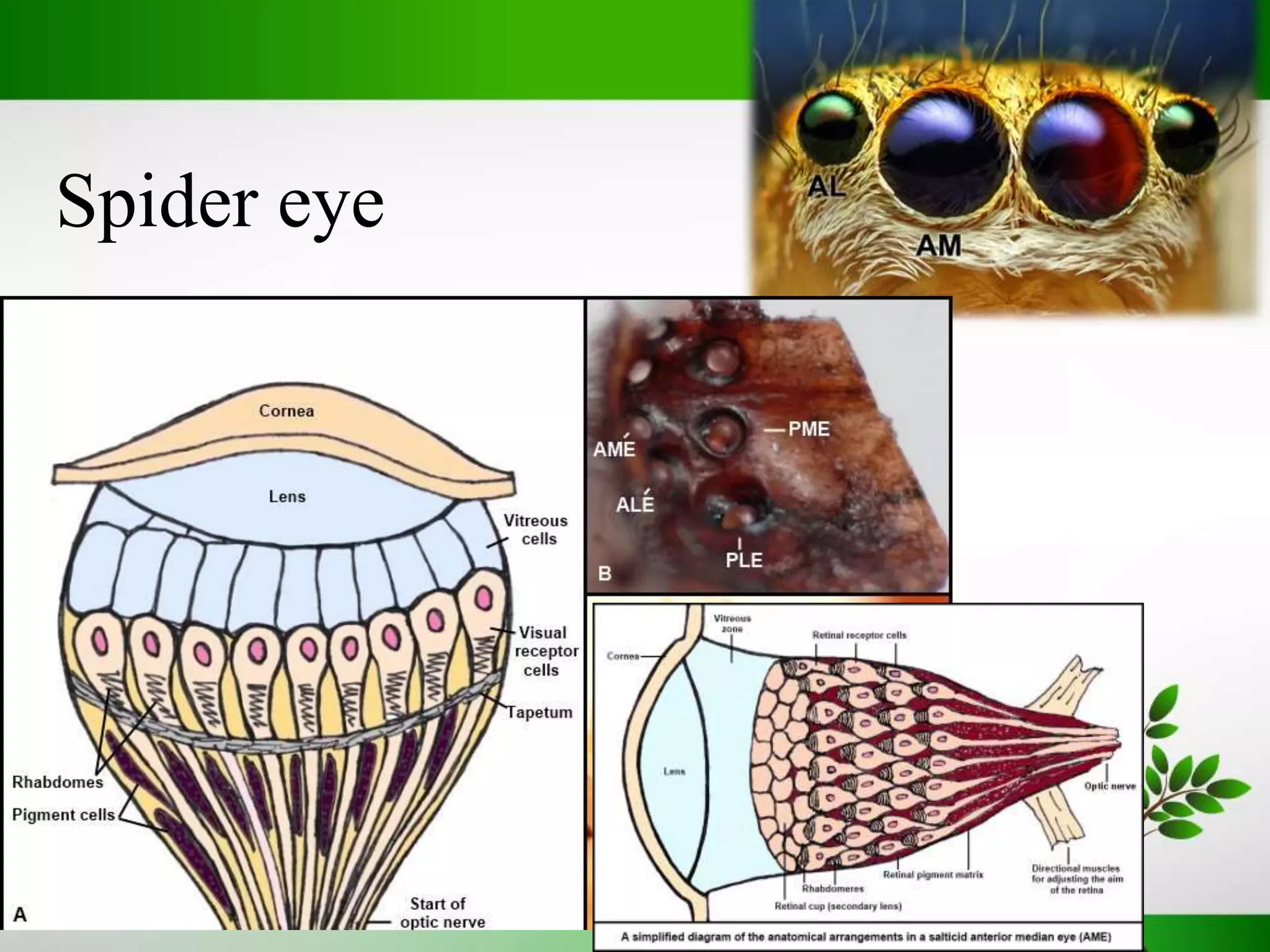 Evolution of EYE | PPTX | Eye and Vision Conditions | Diseases and ...