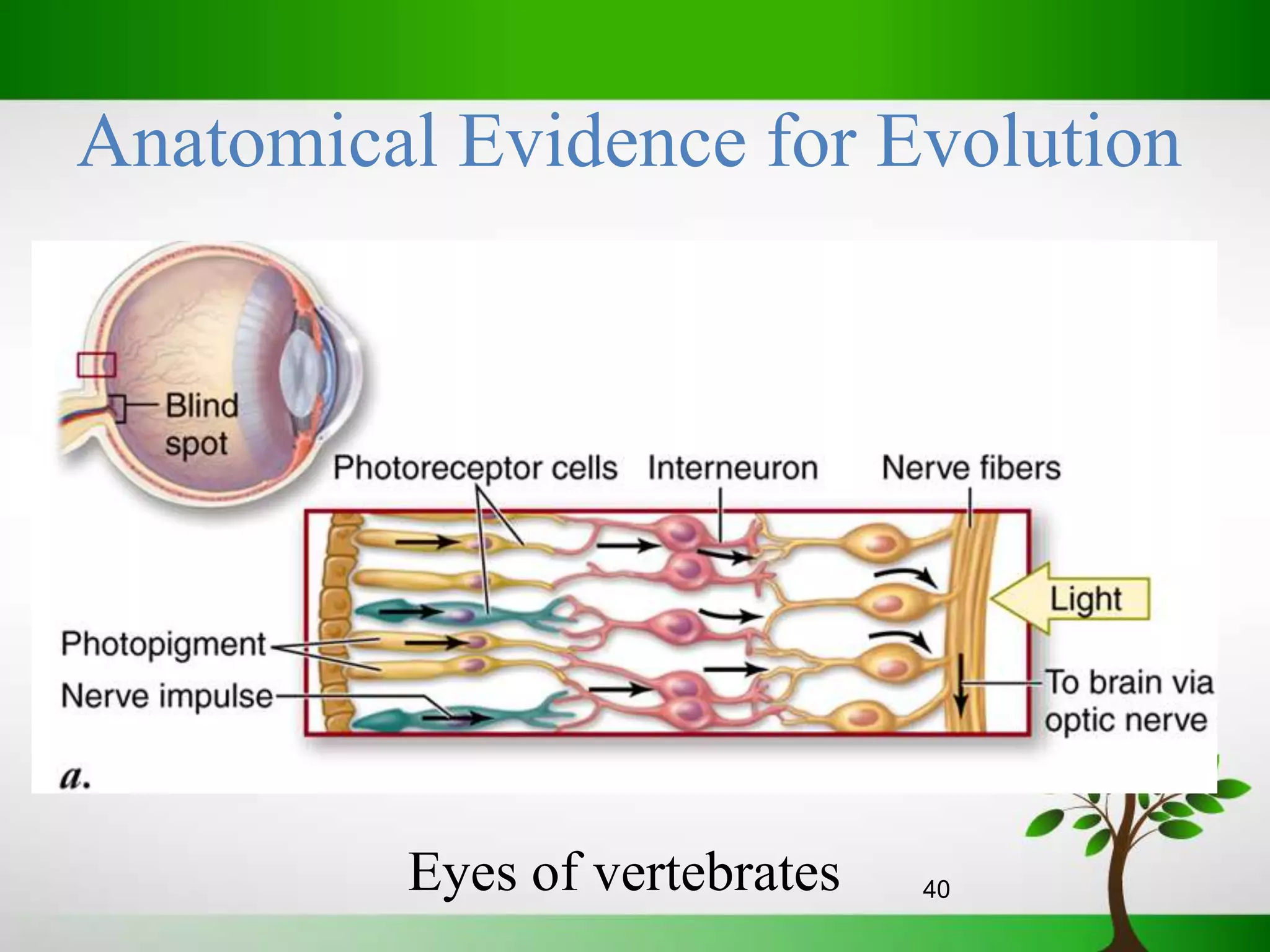 Evolution of EYE | PPTX