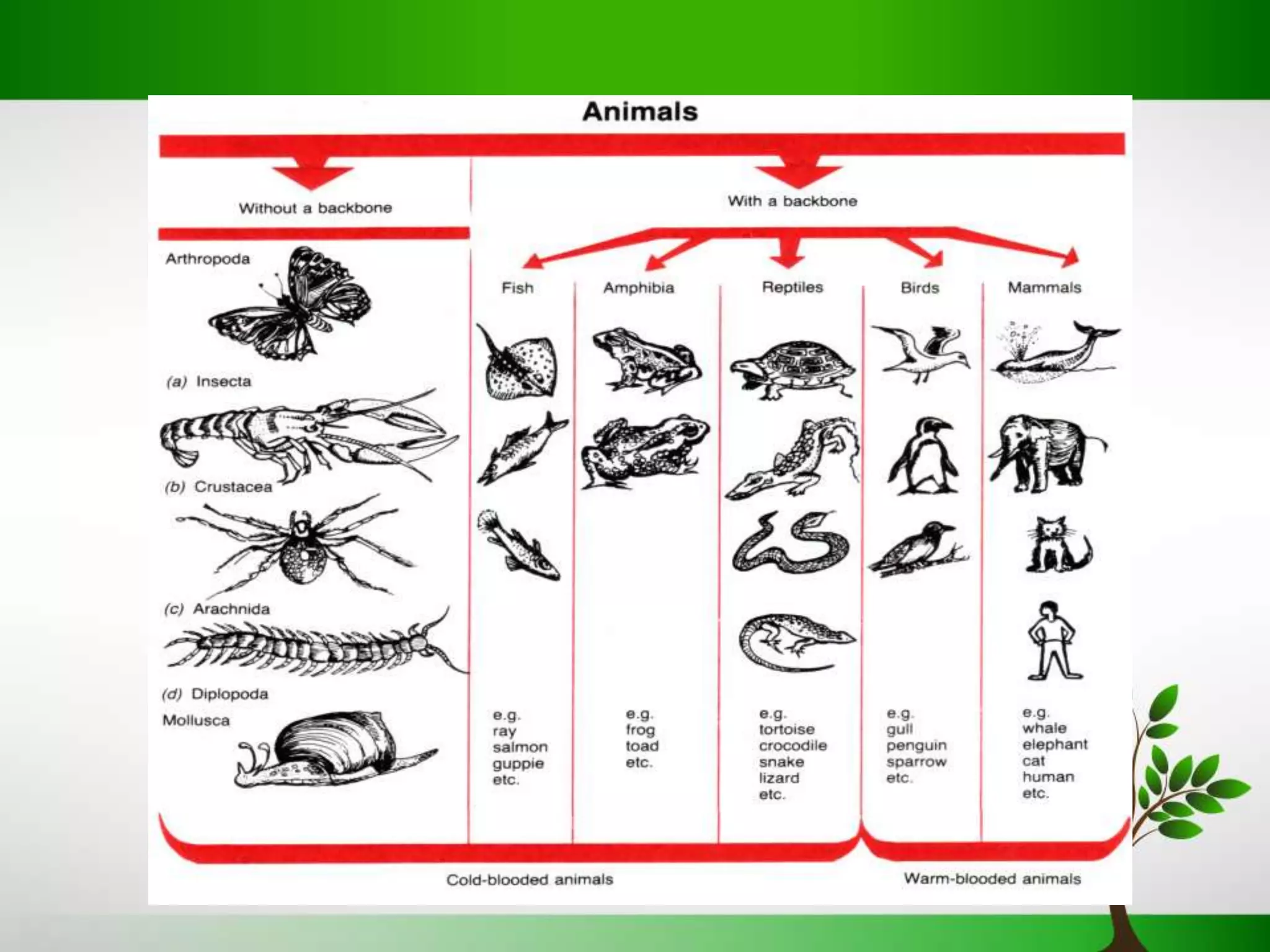 Evolution of EYE | PPTX