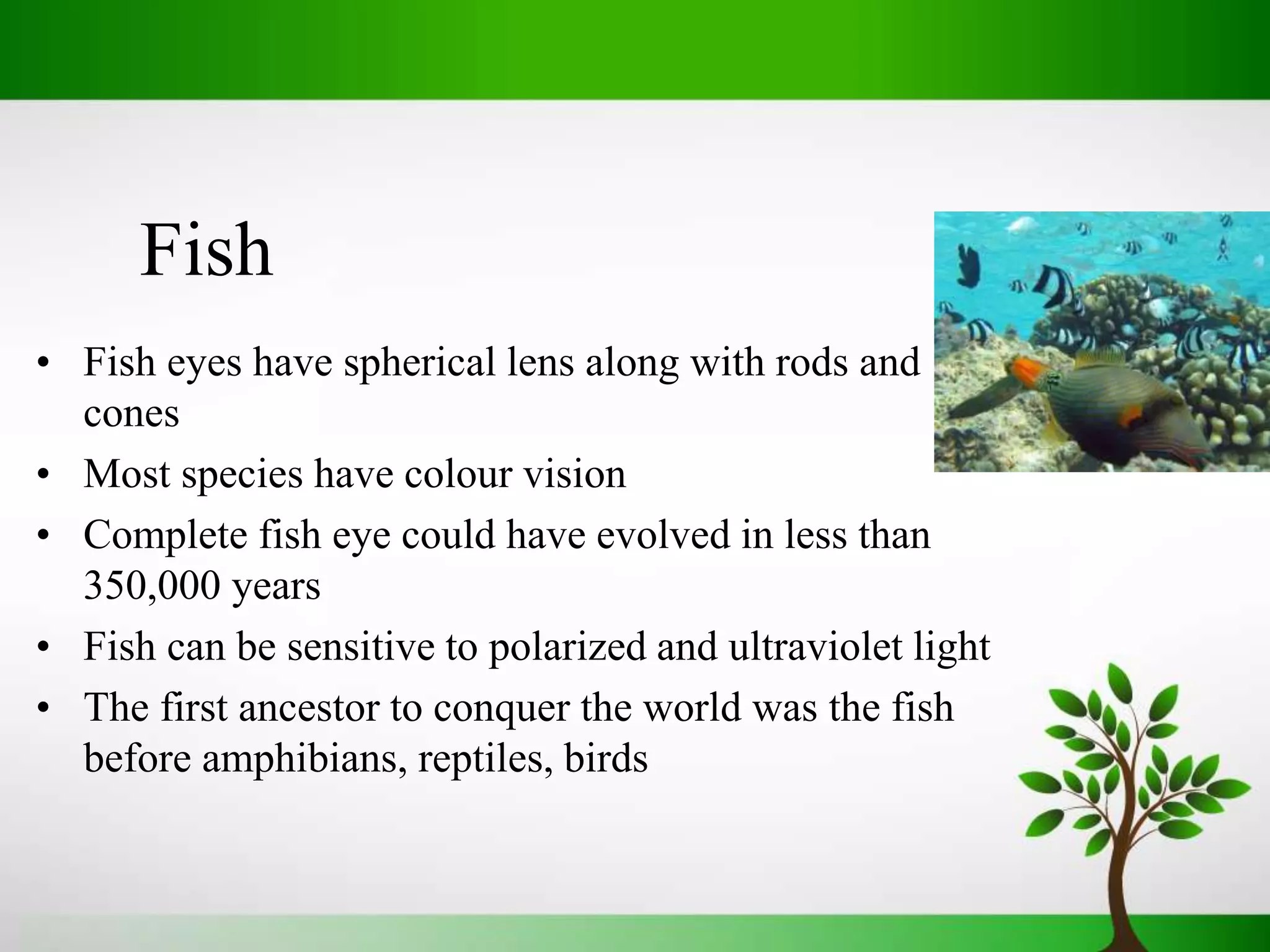 Evolution of EYE | PPTX