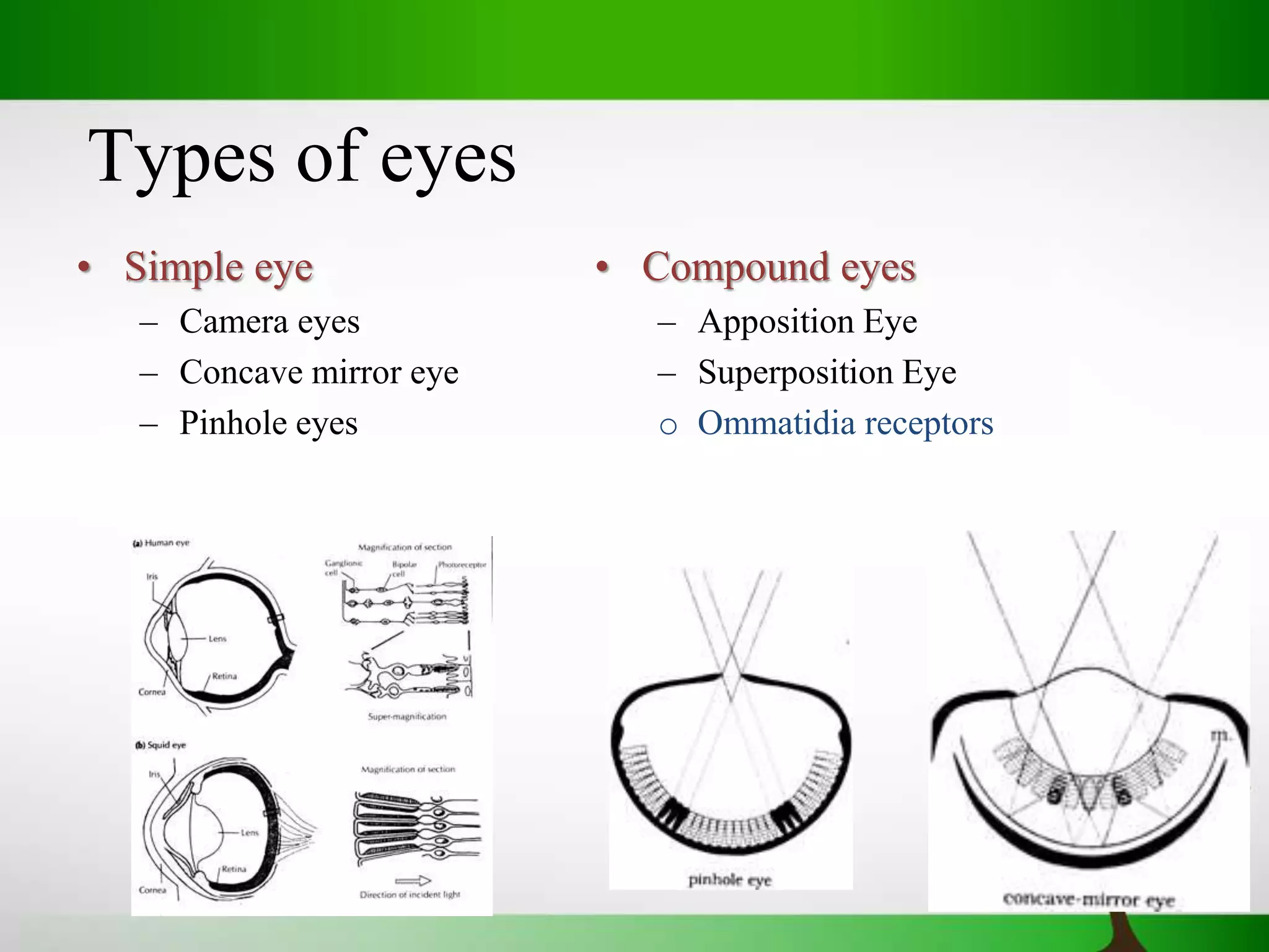 Evolution of EYE | PPTX
