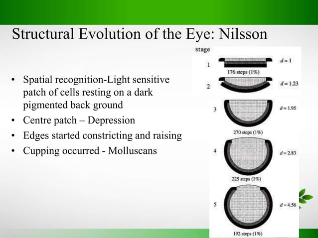Evolution of EYE | PPTX | Eye and Vision Conditions | Diseases and ...