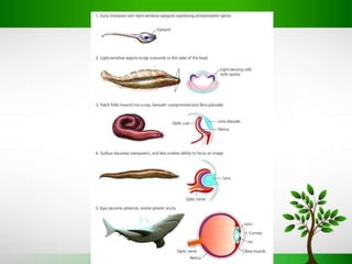 Evolution of EYE | PPTX