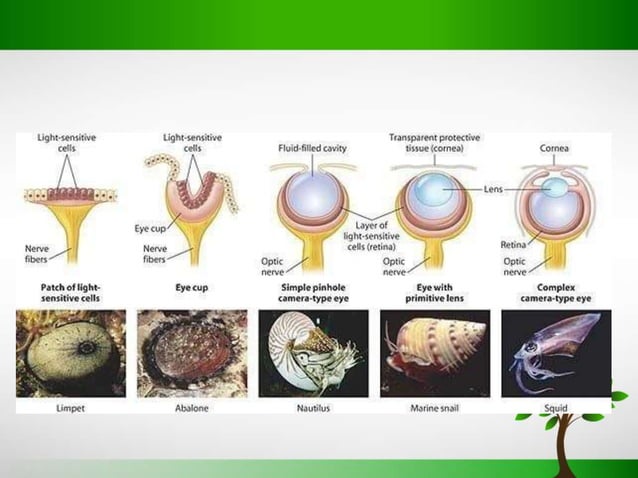 Evolution of EYE | PPTX | Eye and Vision Conditions | Diseases and ...
