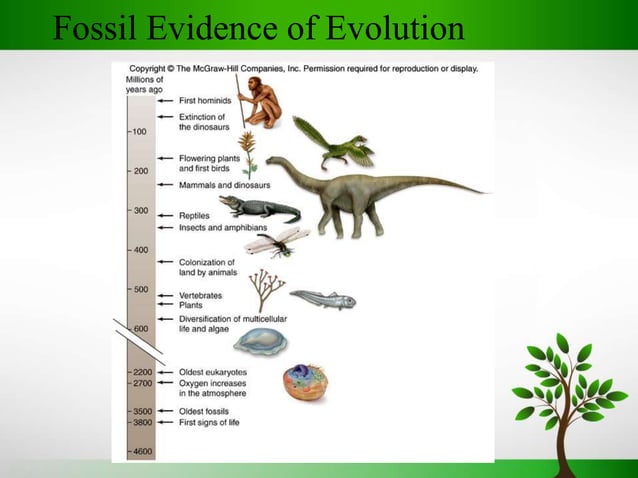 Evolution of EYE | PPTX | Eye and Vision Conditions | Diseases and ...