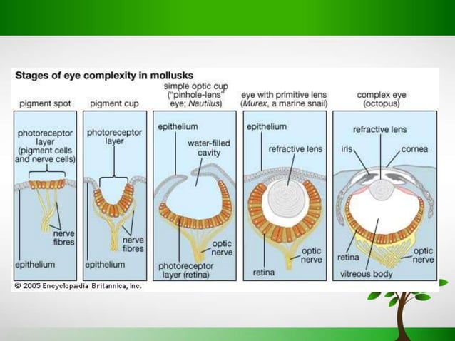 Evolution of EYE | PPTX | Eye and Vision Conditions | Diseases and ...
