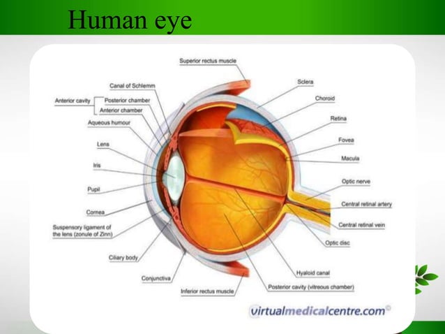 Evolution of EYE | PPTX | Eye and Vision Conditions | Diseases and ...