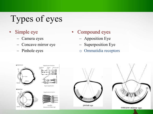 Evolution of EYE | PPTX | Eye and Vision Conditions | Diseases and ...