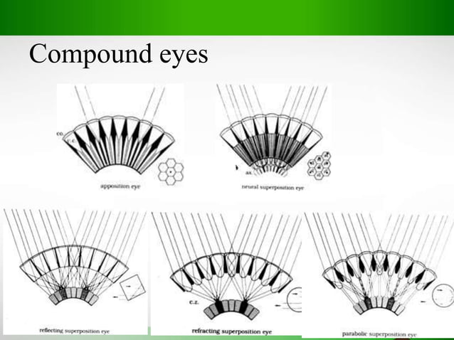 Evolution of EYE | PPTX | Eye and Vision Conditions | Diseases and ...