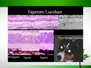Tapetum Lucidum Histology