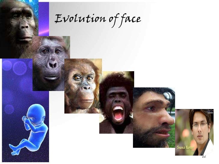 Evolution of face