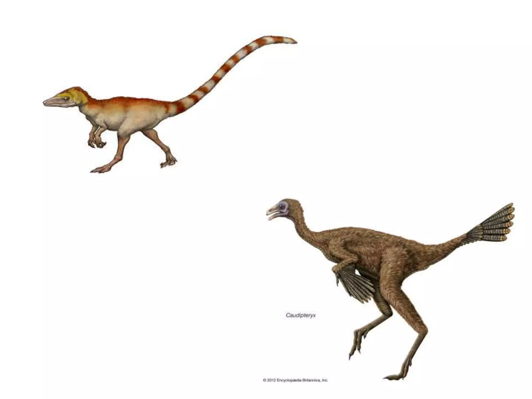 Evolution of Feathers.pptx