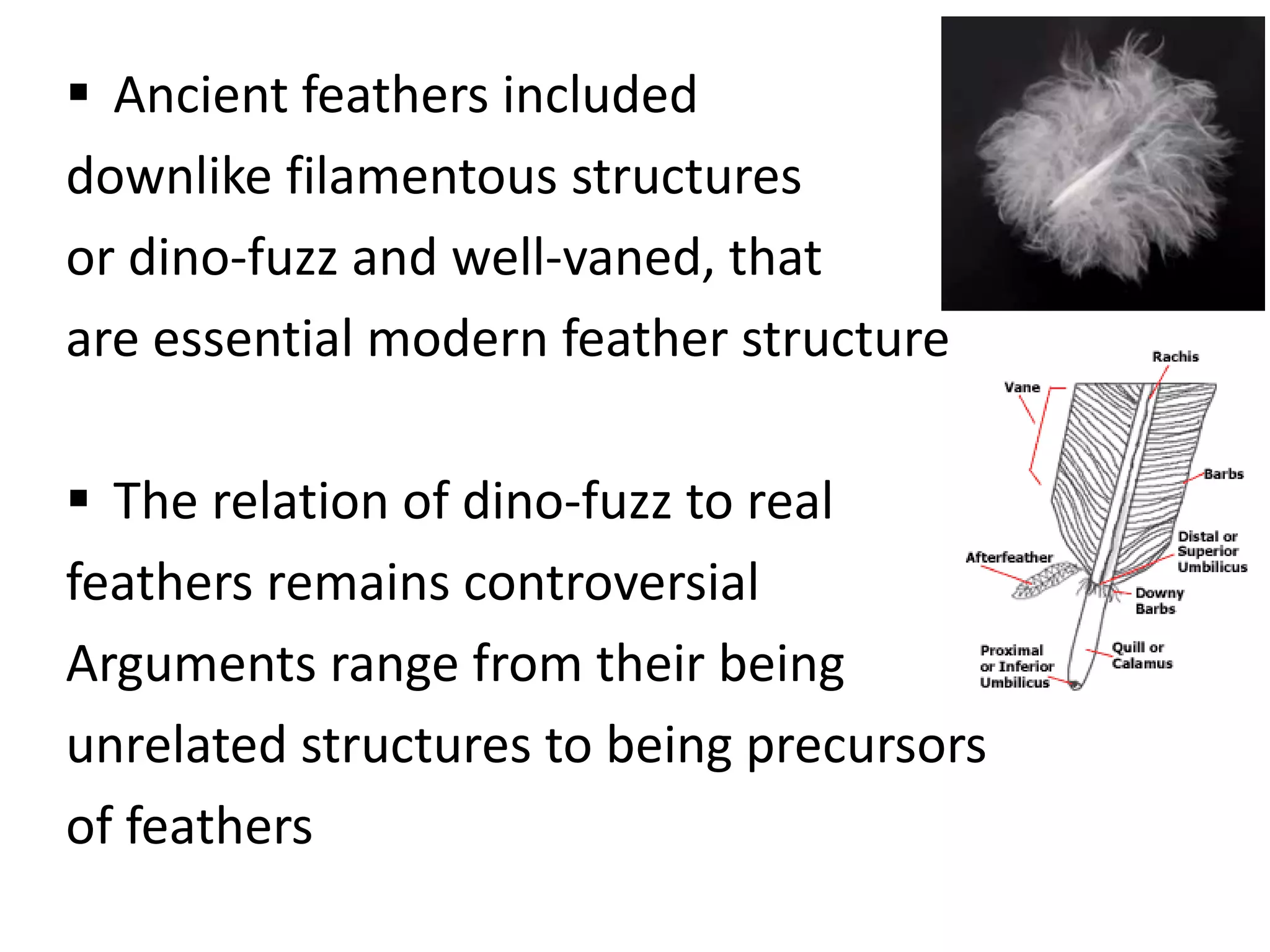 Evolution of Feathers.pptx