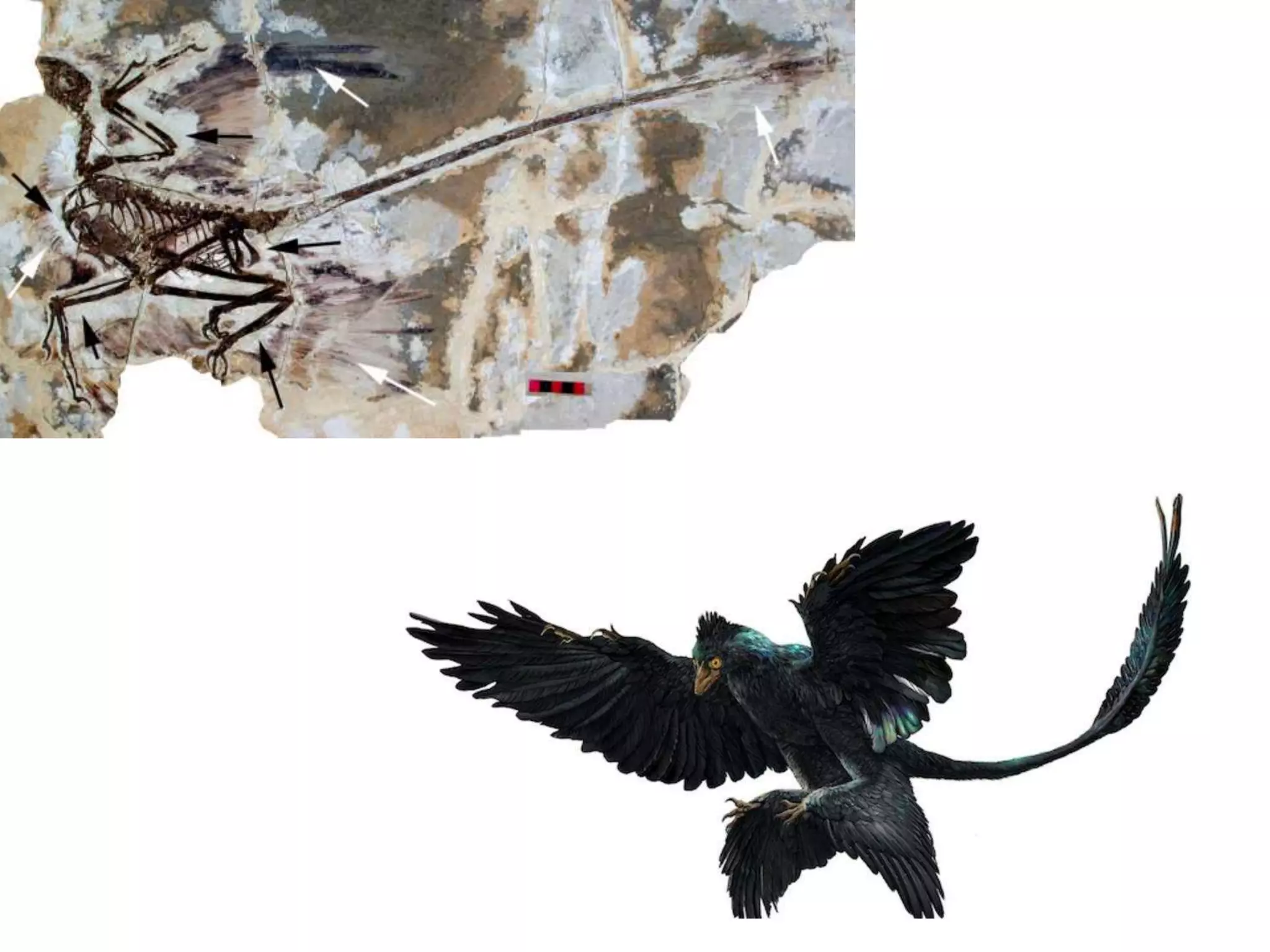 Evolution of Feathers.pptx