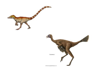 Evolution of Feathers.pptx