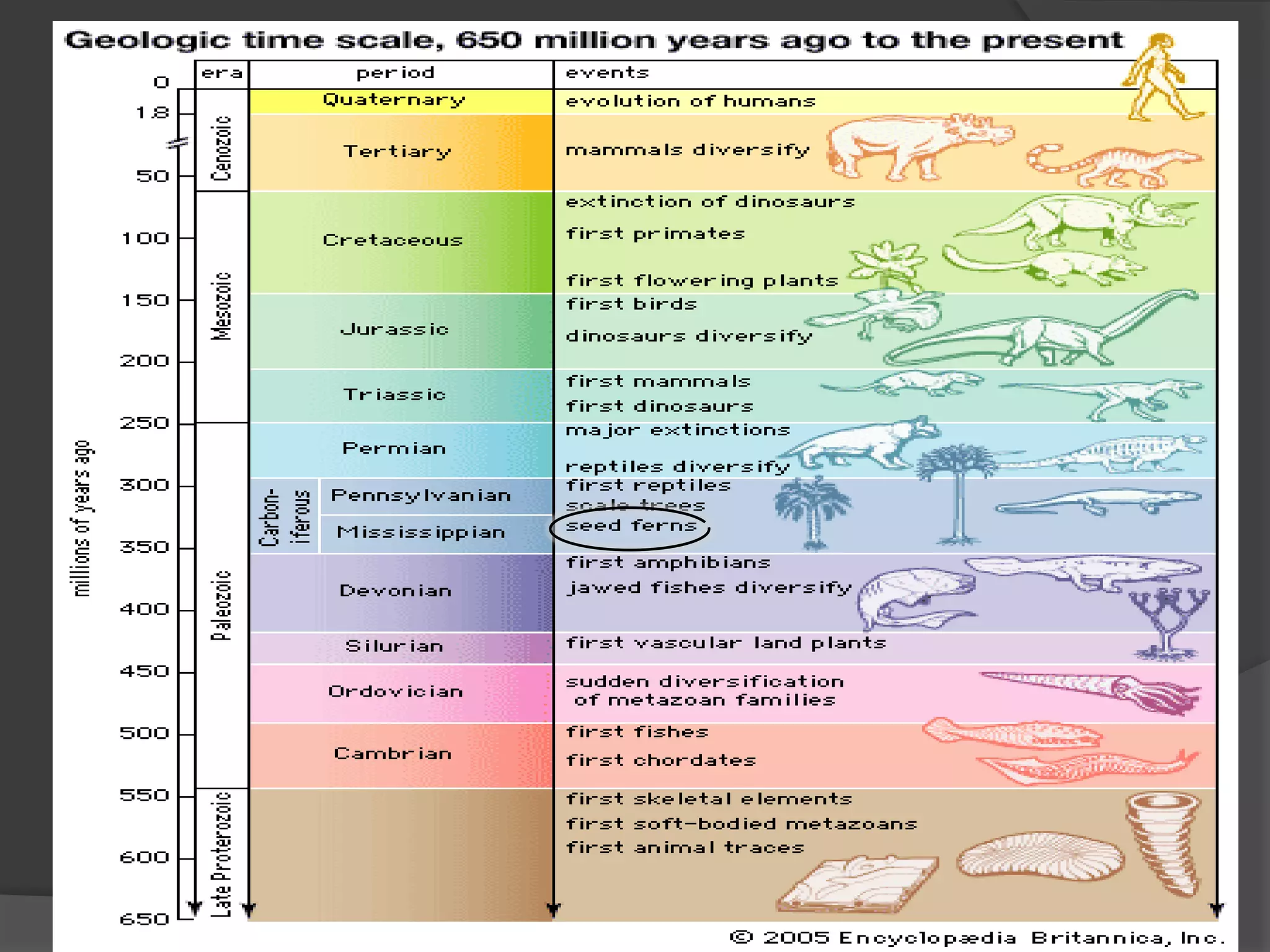 Evolution of fern | PPTX