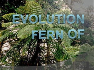 Evolution of fern | PPTX