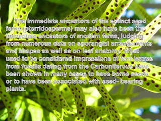 Evolution of fern | PPTX