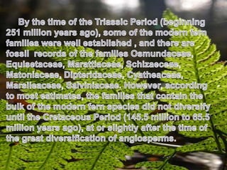 Evolution of fern | PPTX