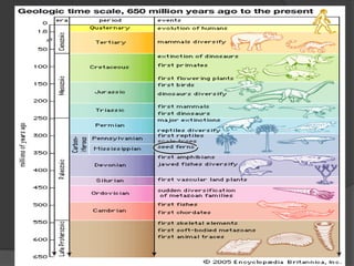 Evolution of fern | PPTX