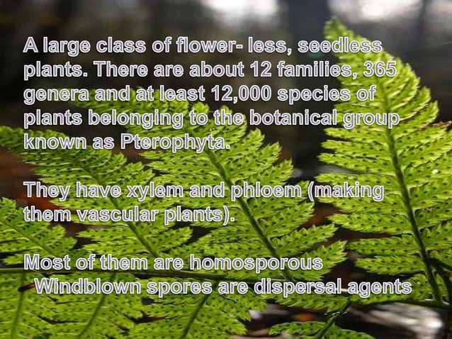 Evolution of fern | PPTX