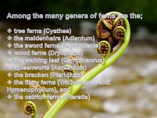 Evolution of fern | PPTX